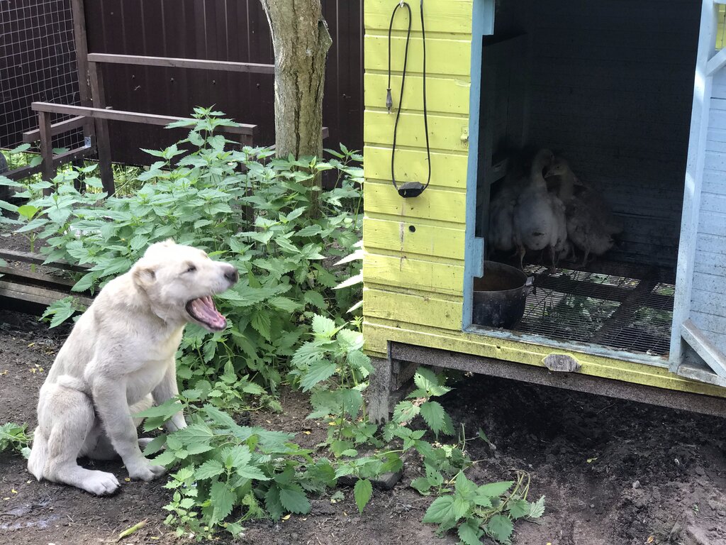 Petshop Sytaia Budka, Moskova, foto