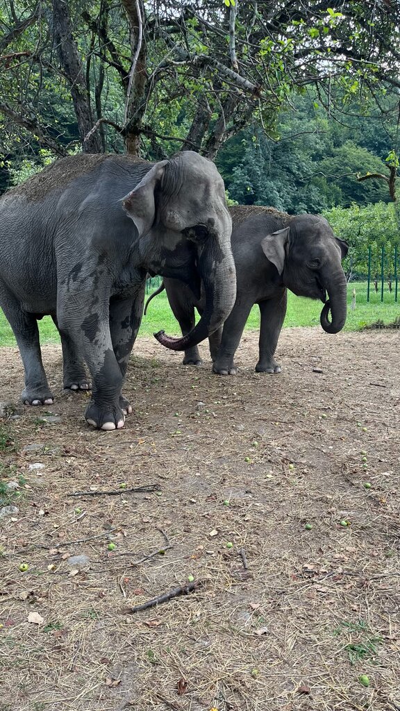 Hayvanat bahçeleri Chudo Safari Sad, Soçi, foto