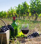 Winery Shop Wine Yard (Chernomorskaya ulitsa No:3, selo Vityazevo), alkollü içecekler  Krasnodarski krayından