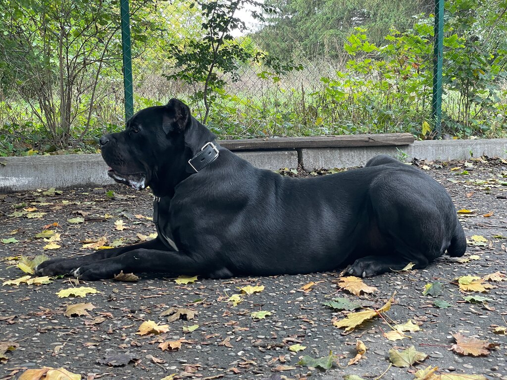 Köpek gezdirme alanları Dressirovka sobak, Essentuky, foto