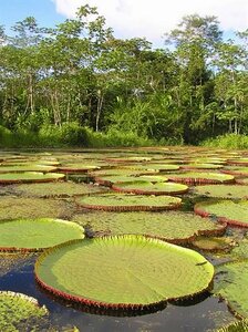 Amazon Reise Eco Lodge (Departamento de Loreto, Provincia de Maynas, Iquitos), otel  Iquitos'tan