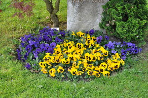 Friedhofgärtnerei Köniz (Bern, Köniz, Friedhof Köniz), mezarlıklar  Bern'den