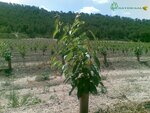 Blastdesal S. L. (Comunidad Autónoma de Valenciana, Valencia, Polígono Industrial Castilla, 2), plastik ürün üreticileri  Valensiya'dan