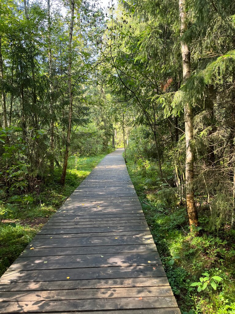 Turistik yerler Korolevskiy bor, Kaliningradskaya oblastı, foto