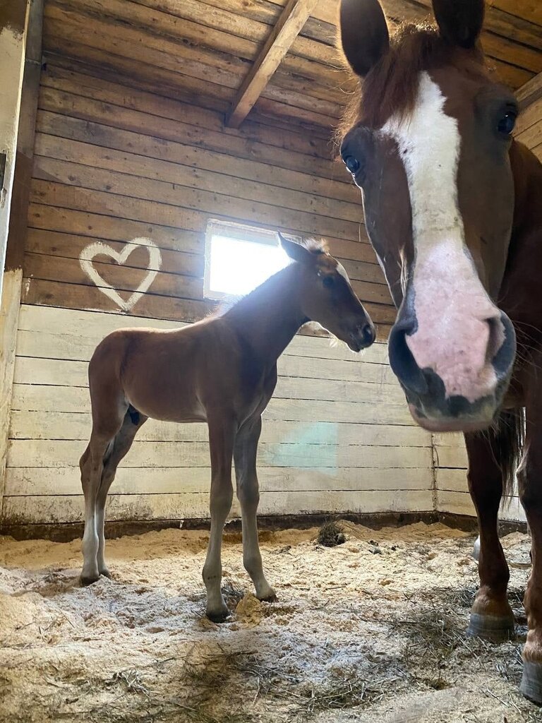 At ve binicilik kulüpleri Gratsiya, chastny konny klub, Novokuznetsk, foto
