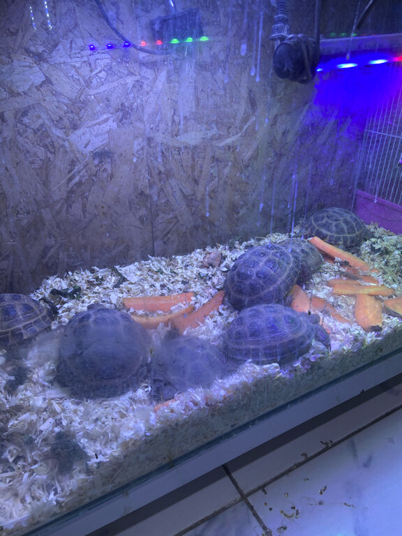 Petshop Zooвиль, Bişkek, foto