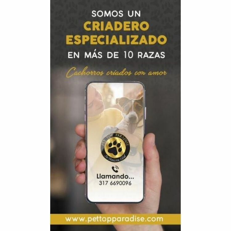 Evcil hayvan yetiştiricileri Pet Top Paradise, Bogota, foto