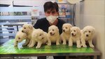 Clinica Veterinaria di Blasi (Campania, Salerno, Pagani, Via Trento), veteriner klinikleri  Campania'dan