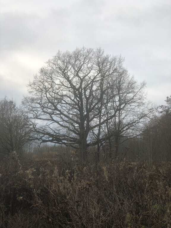 Doğa Royal Oak, Ivangorod, foto