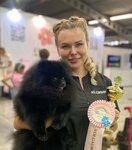 Grooming Studio AS (Pobedy Square No:1кА), evcil hayvan kuaförleri  Moskova'dan