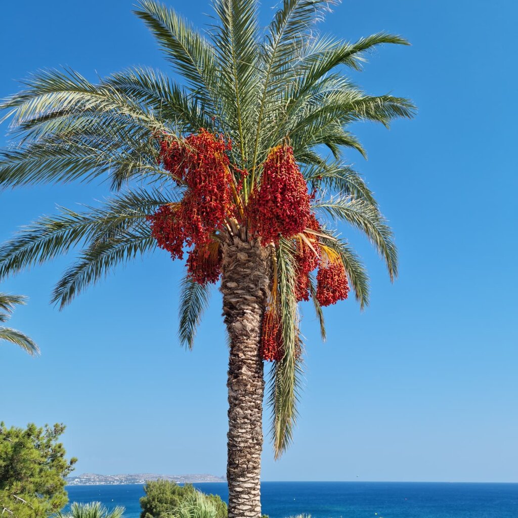 Otel Rodos Princess, Dünya, foto