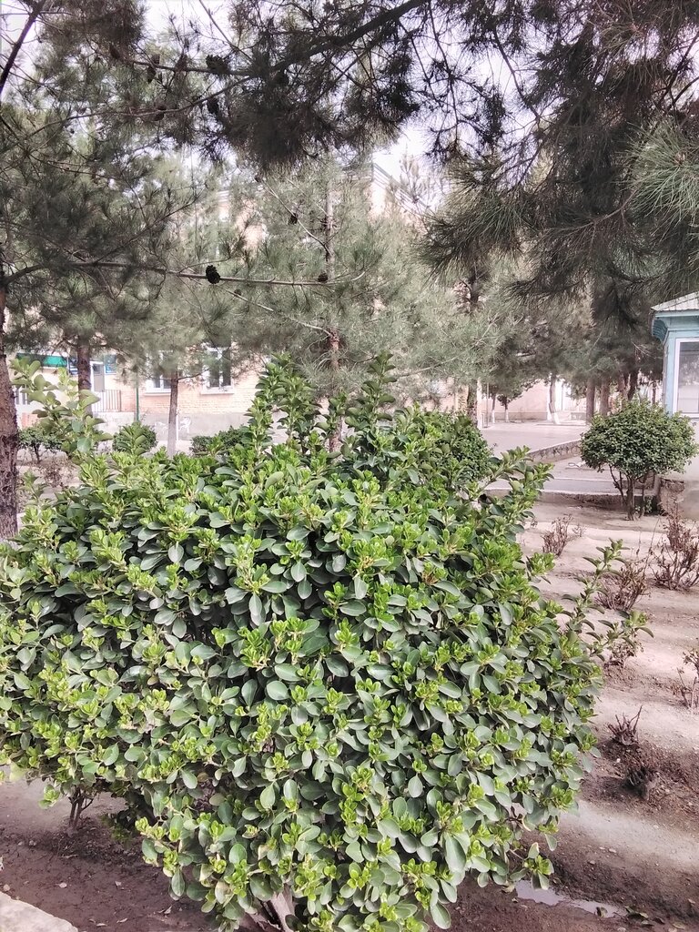 Hastaneler Şehir Merlez Hastanesi, Kânibâdâm, foto