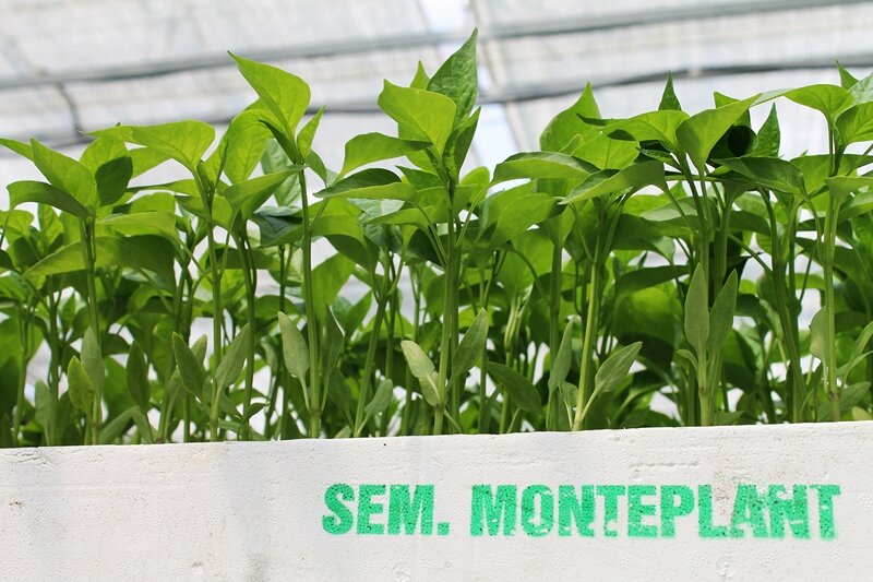 Tarım ürünleri firmaları Semillero Monteplant, Endülüs, foto