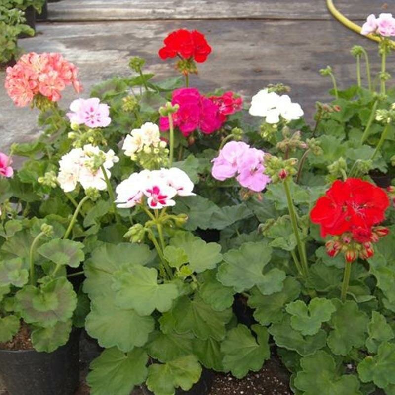 Sera ve bahçe ürünleri Flor F. lli Sagace, , foto