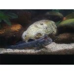 Aquarium (Lombardy, Brescia, Via Cofere, 14), akvaryumlar  Lombardiya'dan