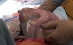 Merelli Dr. Francesco (Tuscany, Arezzo), kadın hastalıkları ve doğum dispanserleri  Toskana'dan