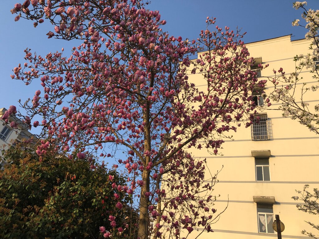 Pagoda Зал аудио-визуальной медитации, Heilongjiang, foto