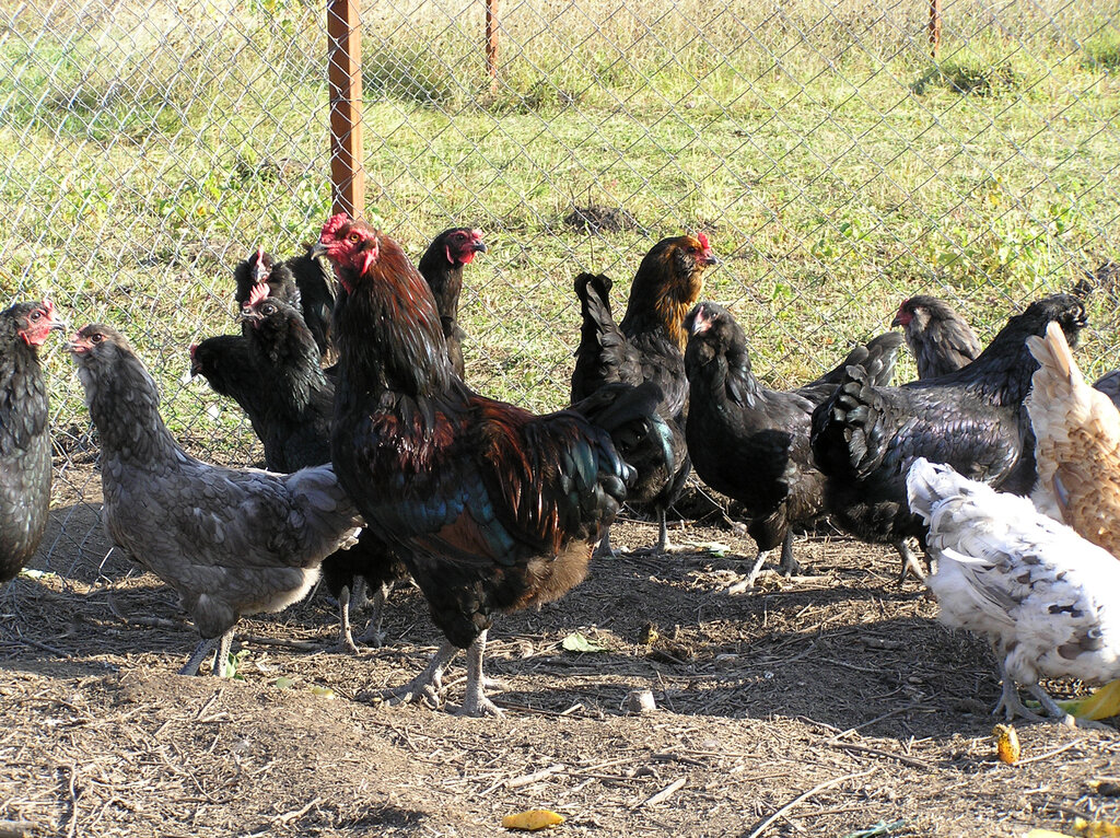 Tarım ürünleri firmaları Sibirsky kovcheg, Novosibirskaya oblastı, foto