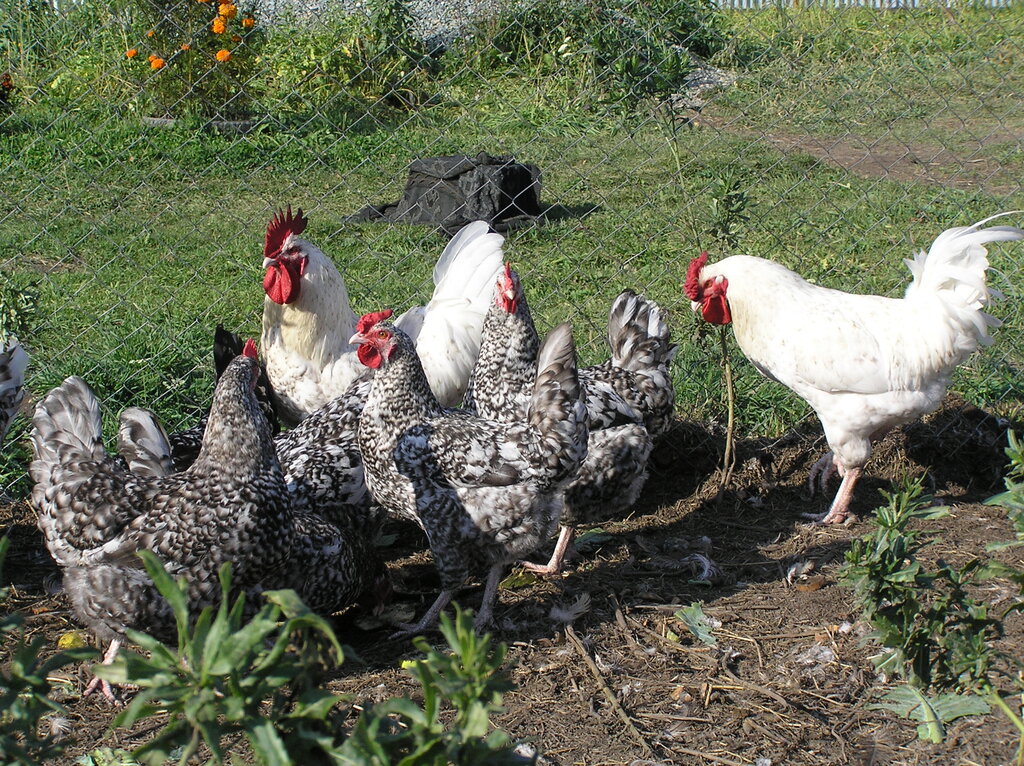 Tarım ürünleri firmaları Sibirsky kovcheg, Novosibirskaya oblastı, foto
