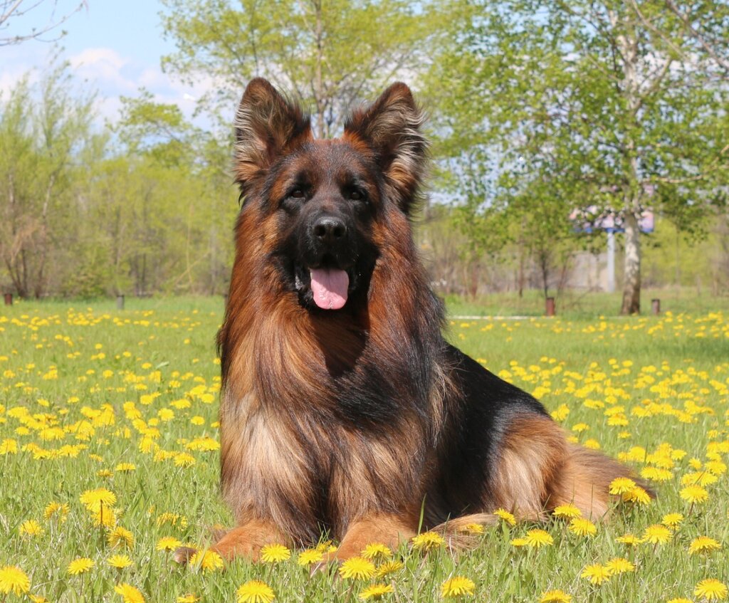 Evcil hayvan yetiştiricileri Сердце Амура, Habarovsk, foto