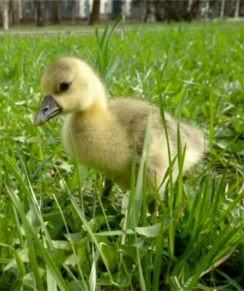 Kanatlı hayvan ürünleri ve yumurta Татарская птица, Tataristan, foto