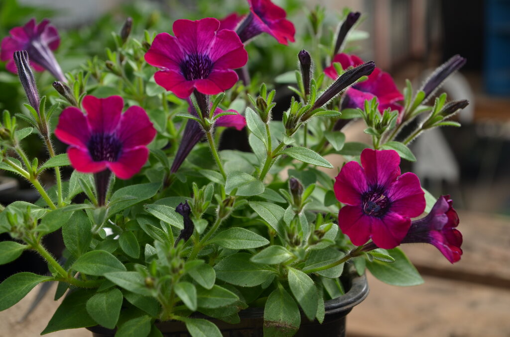 Seracılık Lyublyu Tsvety, Barnaul, foto