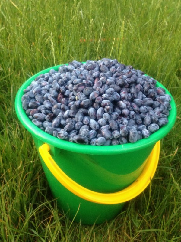 Orman Черничный лес, Permski krayı, foto