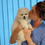 Toelettatura tra Amici (Lombardy, Bergamo, Almenno San Bartolomeo), petshop  Lombardiya'dan