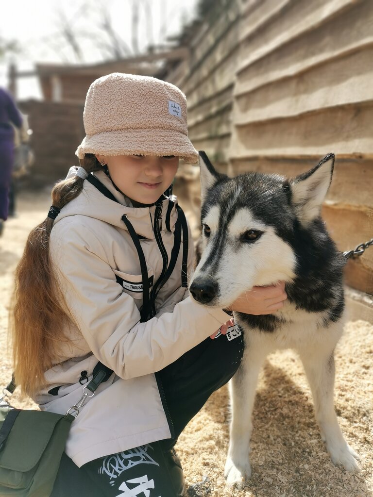 Evcil hayvan yetiştiricileri Питомник маламутов и хаски, Samara, foto