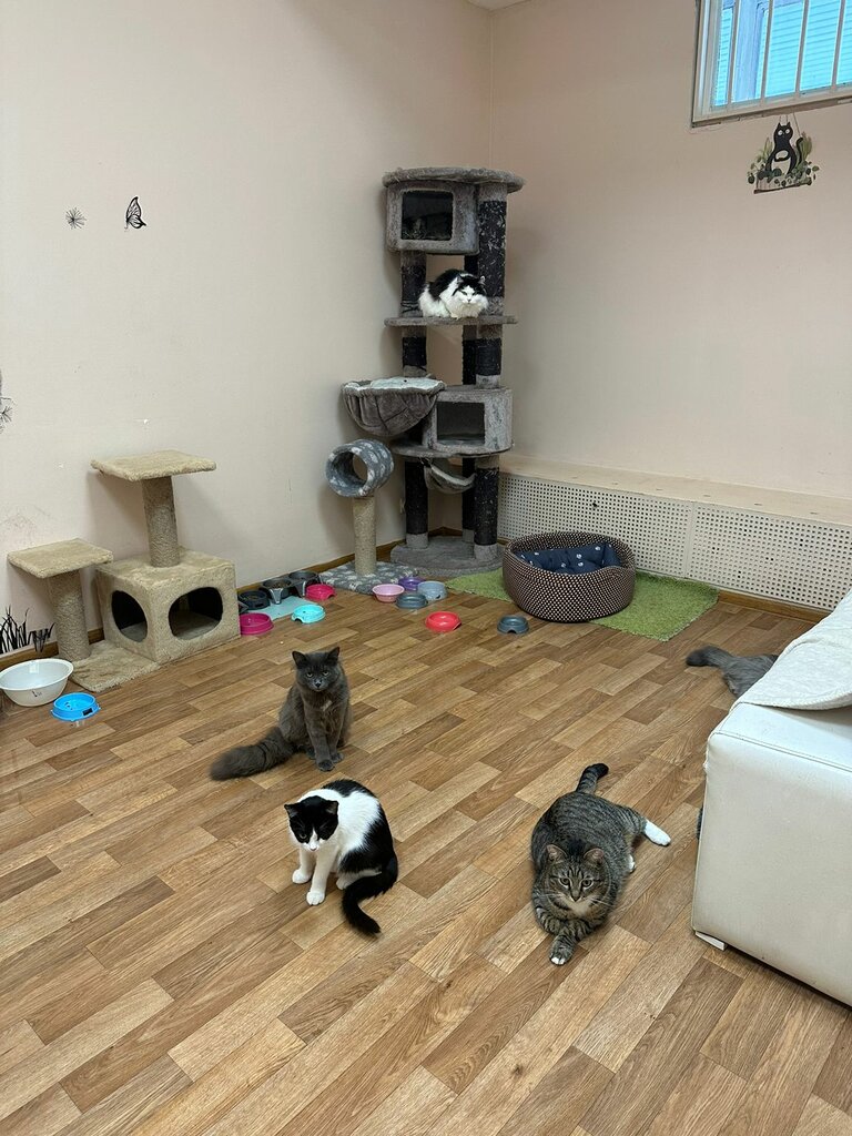 Hayvan barınakları, kulüpleri ve otelleri Cat Friendly, Moskova, foto