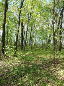 Урочище Журавли (Belgorod Region, Gubkin, prirodny park Urochishche Zhuravli i Zhuravliki), doğa koruma alanı  Gubkin'den