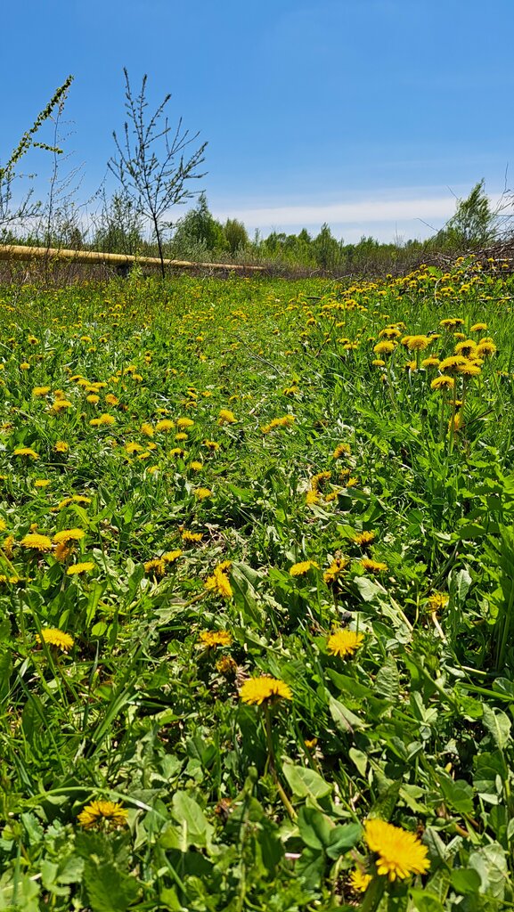 Doğa koruma alanı Заказник Лихушинское болото, Stariy Oskol, foto