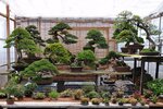 Bonsai Dubai (4, 12A Street, Jumeirah 2, Jumeirah, Dubai), bina bakım hizmetleri  Dubai'den
