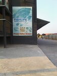 Fishlife (Lusaka, Lusaka, Munali, Mutumbi Road), balık ve deniz ürünleri  Dünya'dan