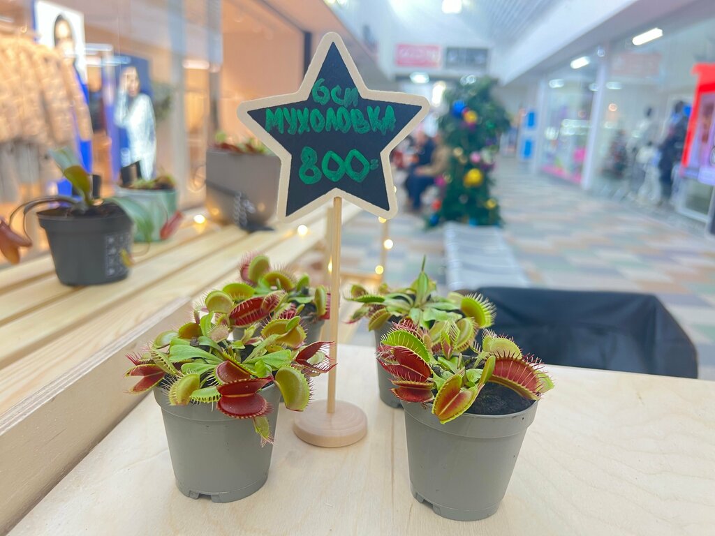 Çiçekçiler Николина&Флора, Smolensk, foto