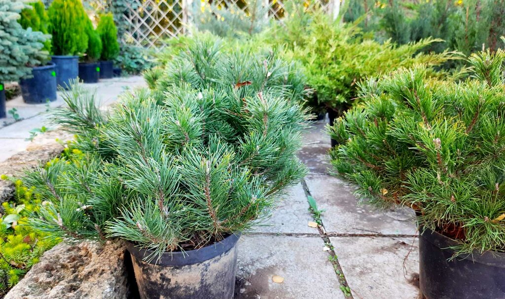 Tohum üretimi Zelenaya Simfoniya, Kırım Cumhuriyeti, foto