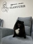 Glamuurr (ulitsa Gorkogo No:16), evcil hayvan kuaförleri  Kaltan'dan