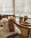 Pativipden Pet Shop (Yavuz Sultan Selim Blv., No:53B, Beylikdüzü, İstanbul), evcil hayvanlar için ürünler  İstanbul'dan