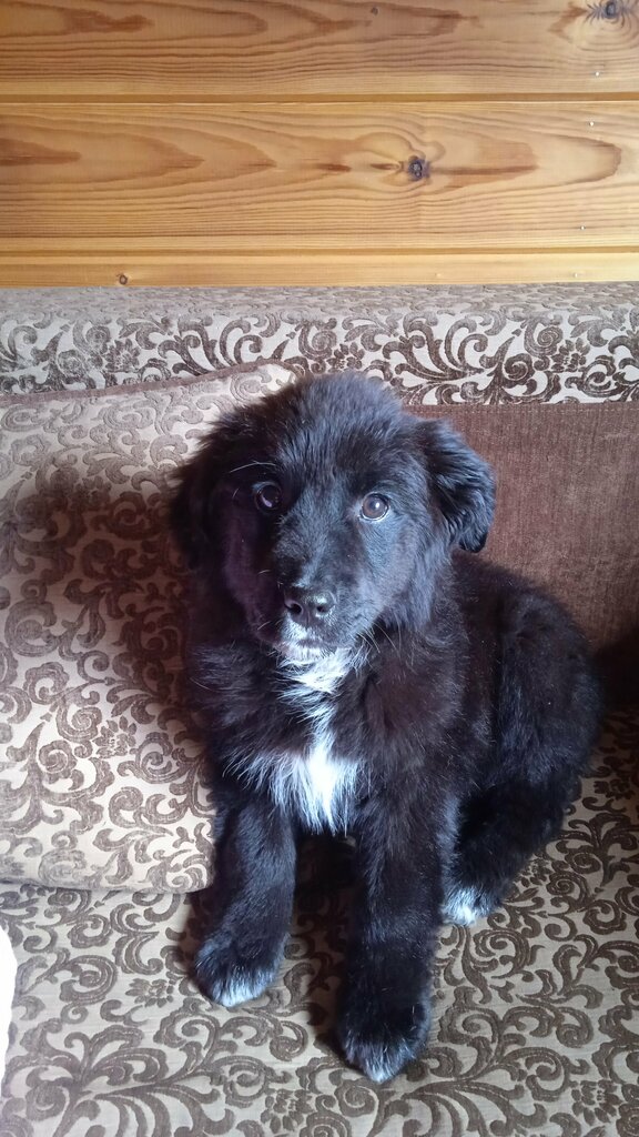 Evcil hayvan yetiştiricileri Kinologichesky pitomnik Vladyka Moskovii, Moskova ve Moskovskaya oblastı, foto