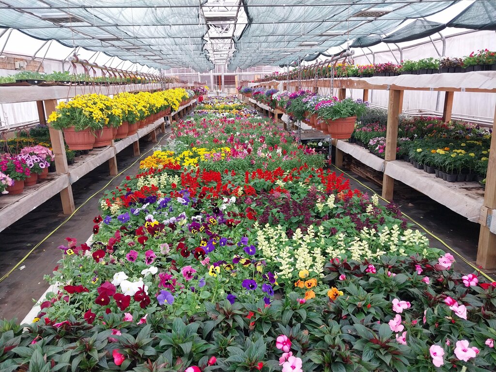 Seracılık Садовый тепличный центр, Moskova ve Moskovskaya oblastı, foto