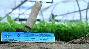 Vivai Milone - Produzione Piante - Baby Plant - Micropropagazione - Agrumi (Calabria, Catanzaro, Lamezia Terme, Lamezia Terme), hayvanat bahçeleri  Calabria'dan