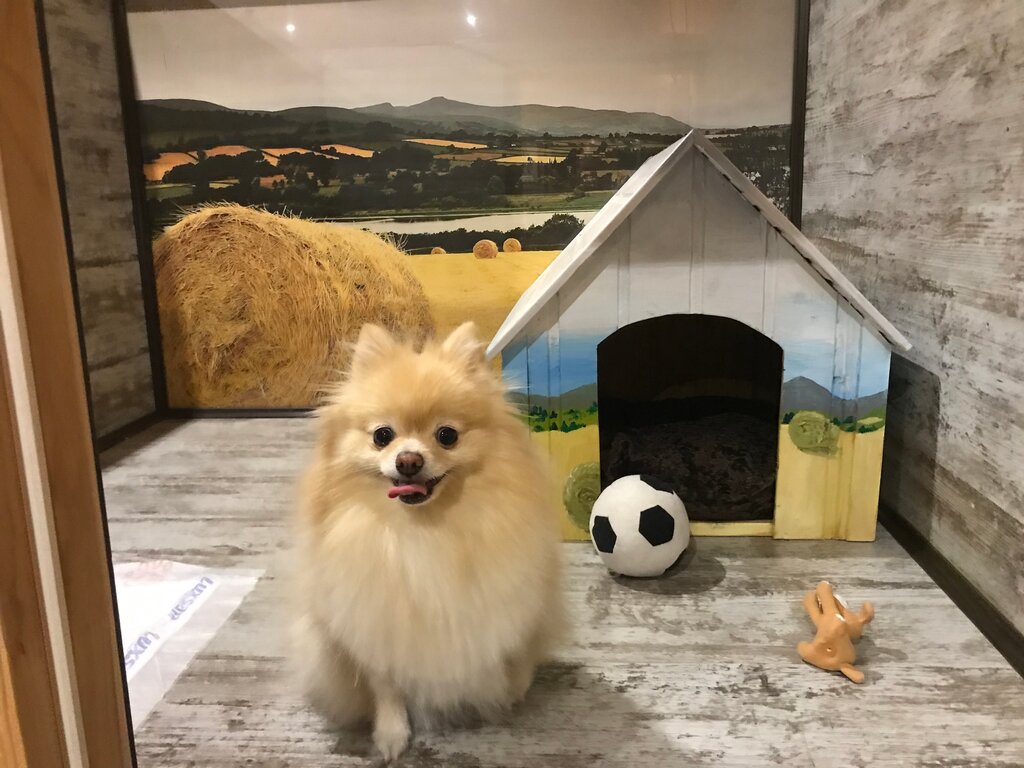 Pet otel Зoo Дом 4етыре Лапы, Novorossiysk, foto