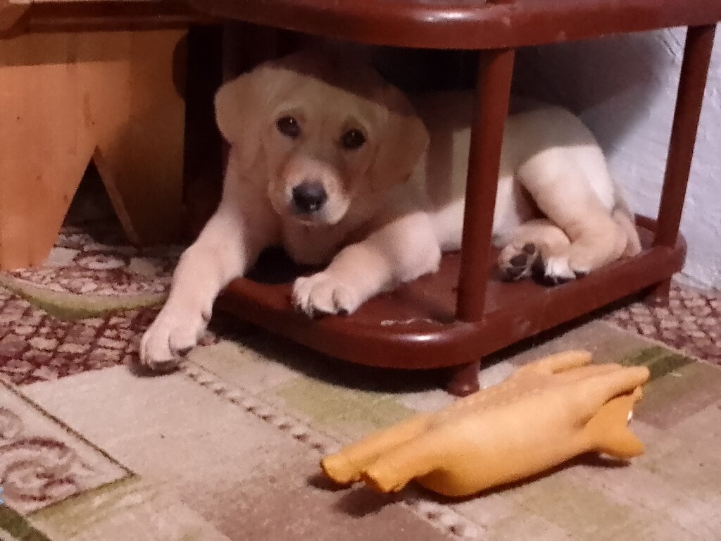 Veteriner klinikleri Veterinarnoye upravleniye Beloglinskogo rayona, Gu, Krasnodarski krayı, foto