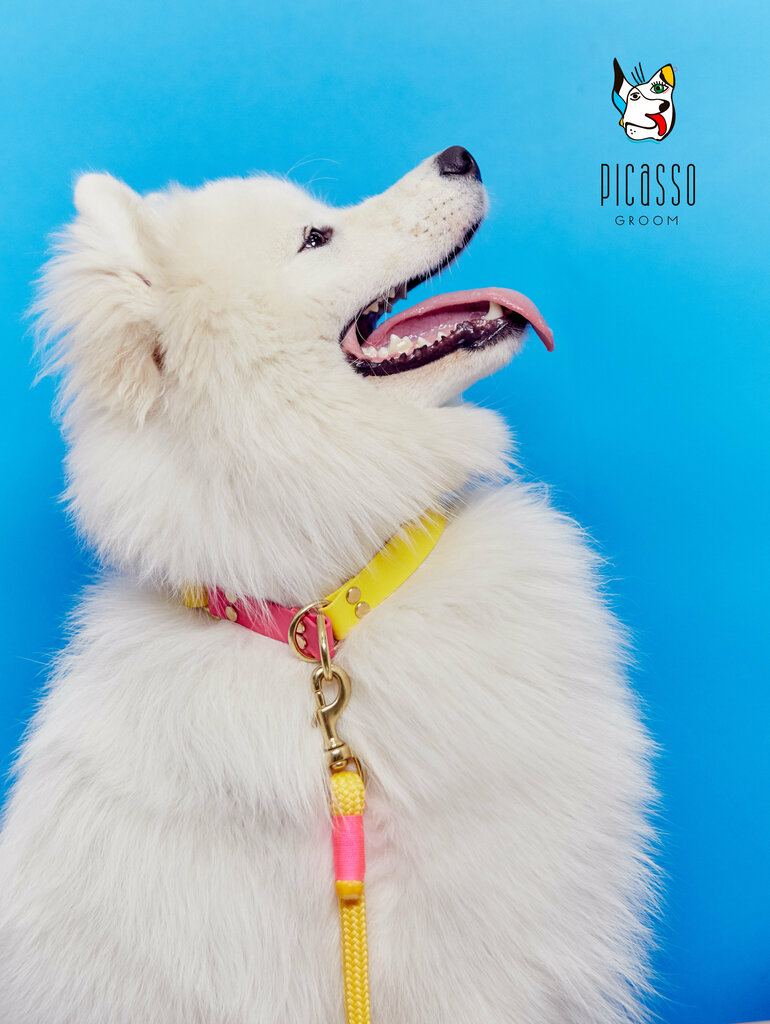 Evcil hayvan kuaförleri Picasso groom, Moskova ve Moskovskaya oblastı, foto