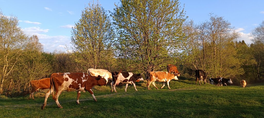 Hayvancılık Под крылом аиста, Tverskaya oblastı, foto