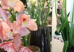 Floradiso AG (Hirschmattstrasse No:56, Luzern), çiçek teslimatı  Lucerne'den