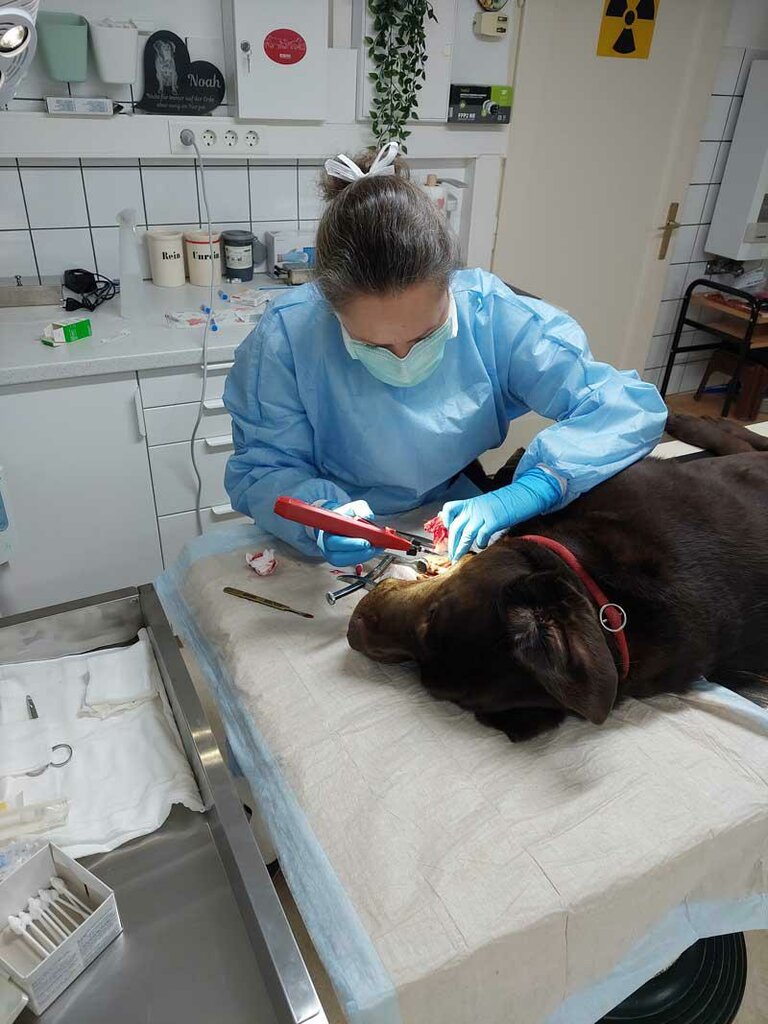 Veteriner klinikleri Dipl-TA Mag. Susanna Geis, Viyana, foto