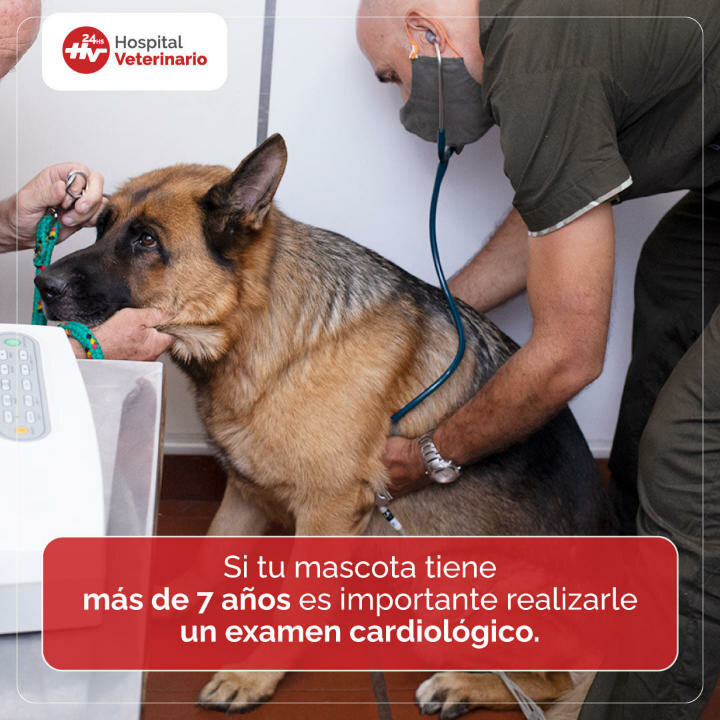 Veteriner materyalleri ve ekipmanları Hv Hospital Veterinario, , foto