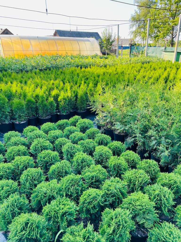 Tarım firmaları Alexandrov Nursery, Minskaya oblastı, foto