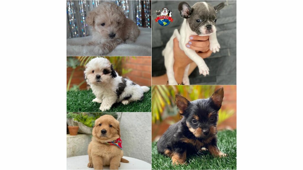 Evcil hayvan yetiştiricileri Puppy World, , foto